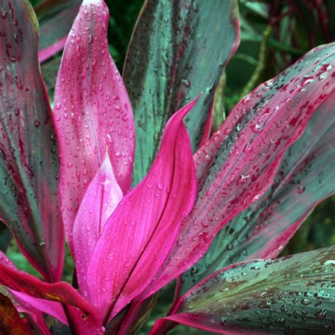 Ti Leaf Lei Making Mar 13 2025