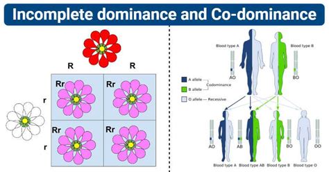 Bikini Bottom Genetics Understanding The Answer Key For Codominance Vs Incomplete Dominance