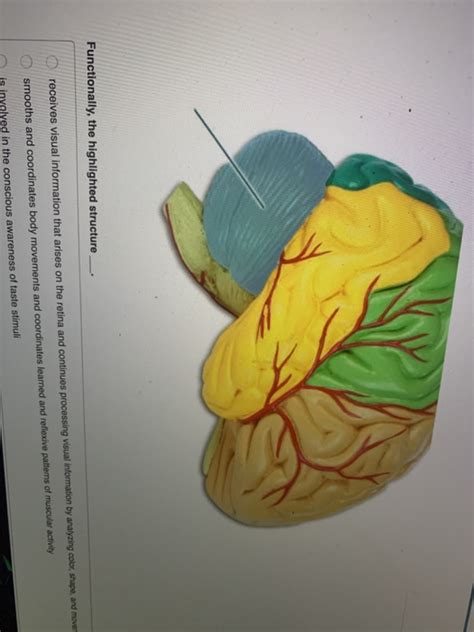 Solved Functionally The Highlighted Structure Receives