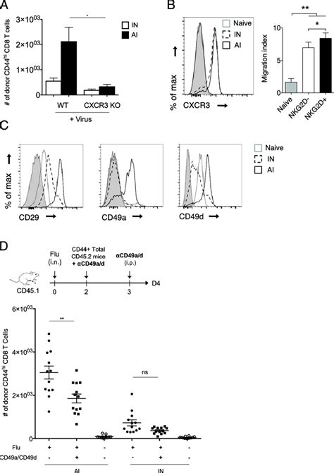 Role Of Cxcr3 And Cd49a Cd49d For Entry Of Ai Memory Cd8 T Cells Into