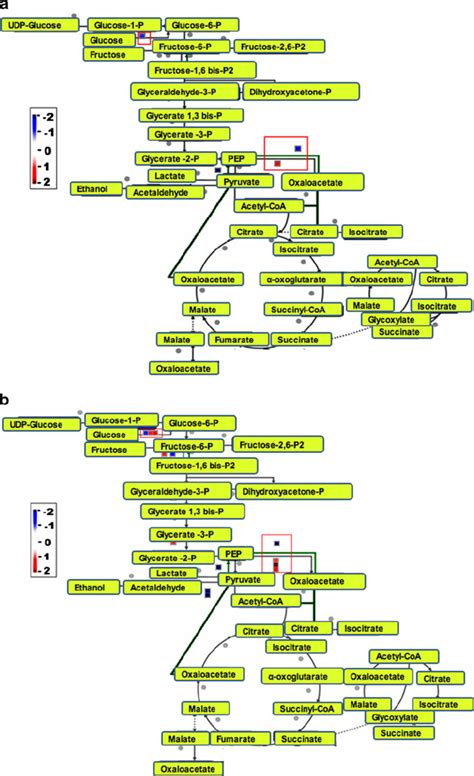 Mapman Based Visualization Of The Transcripts Involved In “ Glycolysis Download Scientific