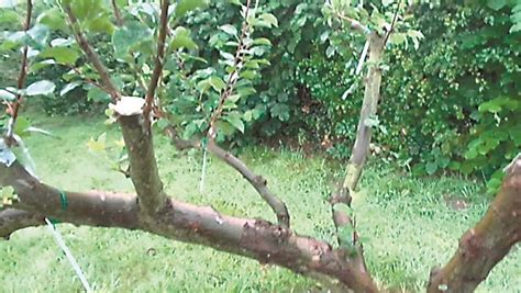 Присаждане на овощни дръвчета Български Фермер