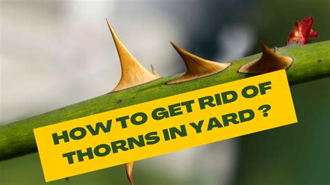 How To Get Rid Of Thorns In Yard Construction How
