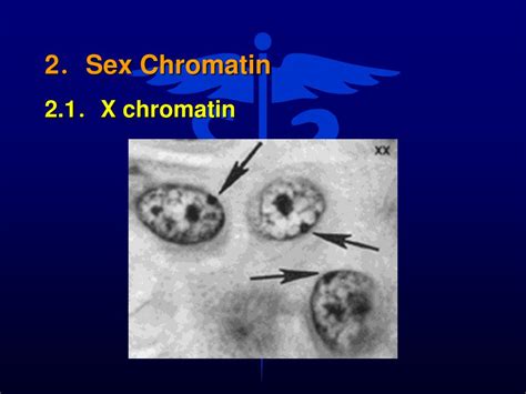 Ppt Cellular Basis Of Genetics Powerpoint Presentation Free Download Id 5307470