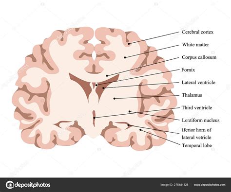 Corpus Callosum Diagram