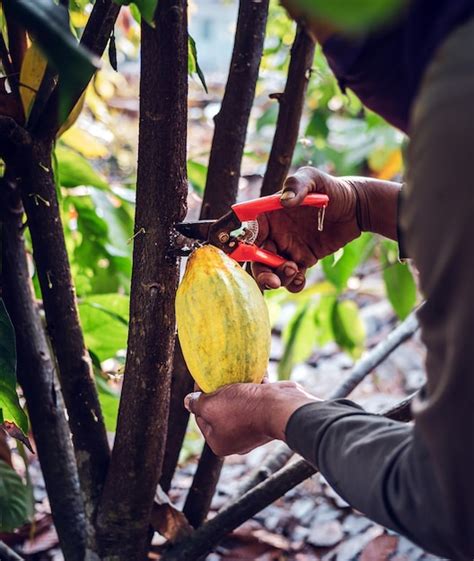 Premium Photo Closeup Hands Of Cocoa Farmer Use Pruning Shears To Cut Fruit Ripe Yellow Cacao