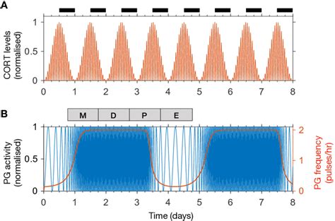 The Model Reproduces Physiological Rhythms In The Hpa And Hpg Axis A