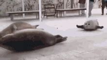 Bouncing Seals Seals  Bouncing Seals Seals Bouncing Discover And