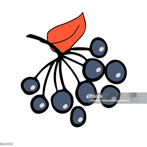 블루베리 가지를 묘사한 벡터 일러스트레이션으로 낙서 스타일로 손으로 그린 레시피 메뉴 책 페이지 색칠 공부 책 카드 초대장을 장식하기위한 디자인 개체 그룹에 대한 스톡 벡터