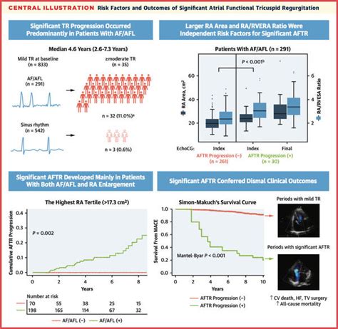 Atrial Functional Tricuspid Regurgitation Importance Of Atrial Fibrillation And Right Atrial
