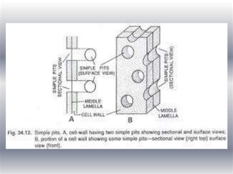Pits And Plasmodesmata Pptx