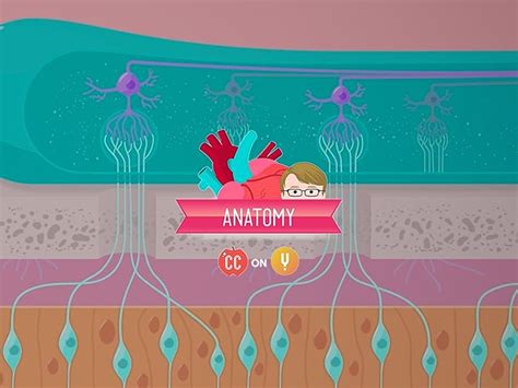 Prime Video Crash Course Anatomy And Physiology Season 1