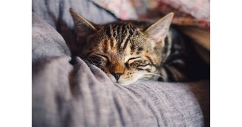 Любопитни факти по случай Световния ден на котката