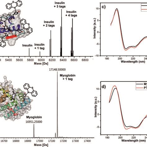 Electrochemical Modification Of Proteins Reaction Conditions For The Download Scientific