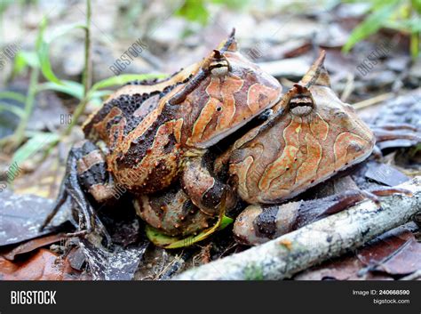 Surinam Horned Frogs Image Photo Free Trial Bigstock