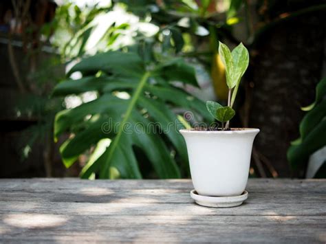 Zamioculcas Mamifolia In Caramic Pot On Table With Garden Background
