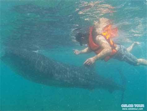 세부 오슬롭 고래상어 와칭 투어 2016년 11월 30일 오슬롭투어닷컴