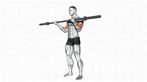 Barbell Curl Exercise Guide How To Muscles Worked And Variations