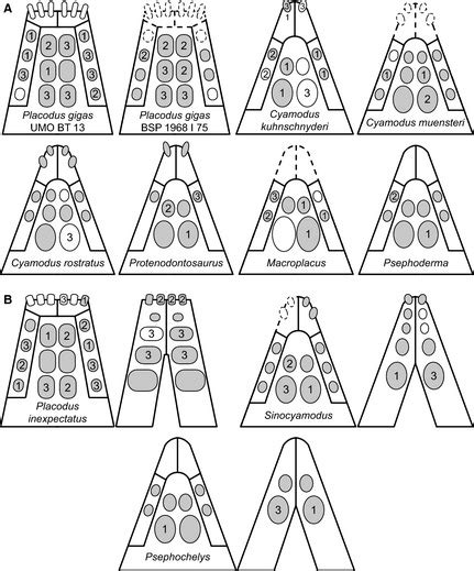 Simplified Reconstructions Of Placodont Skulls And Mandibles Showing Download Scientific
