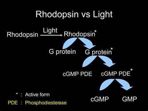 Rhodopsin Ppt