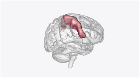 Premium Photo The Superior Frontal Gyrus Is The Medial Most Gyrus Of The Frontal Lobes