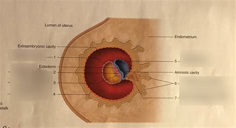 Early Embryo Diagram Quizlet