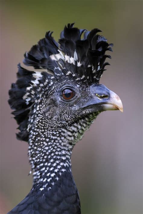 Great Curassow Crax Rubra Stock Image Image Of Feathers Curassow