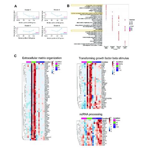 Transcriptomic Analysis Of The Isoproterenol Treated Hearts Rna Download Scientific Diagram