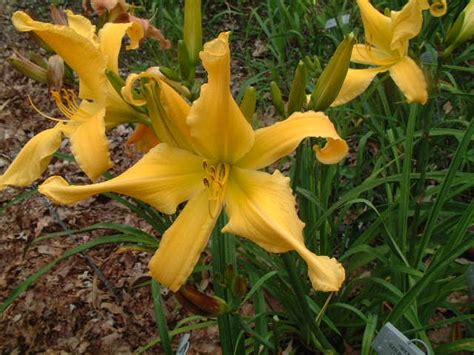 Websters Golden Wonder Lily Beautiful Daylilies For Your Garden