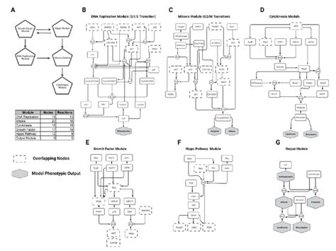 A Computational Model Of The Cardiomyocyte Proliferation Regulatory