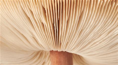 Hifas Biologics What Would The World Be Like Without Fungi