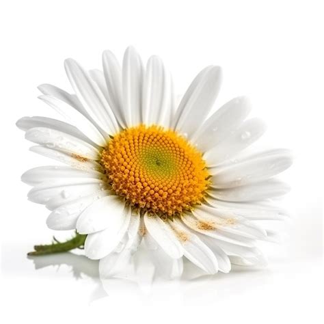 Premium Ai Image Daisy Flower With Isolated On White Background Generate Ai