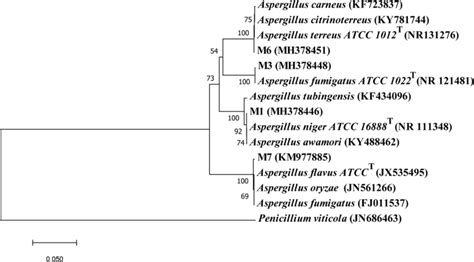 The Phylogenetic Tree Of The Fungal Isolates Of The Industrial Heavy Download Scientific