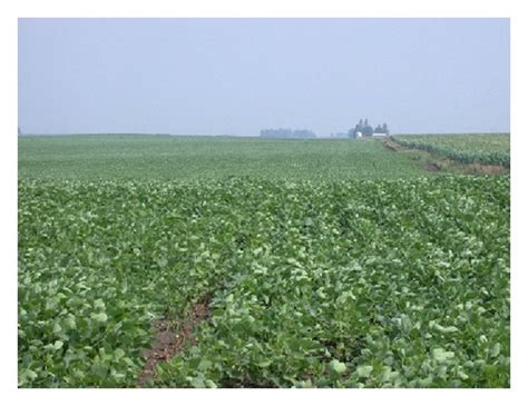 Field Wc03 On July 8 Vwc ~ 0 85 Kg M² [41] Download Scientific Diagram