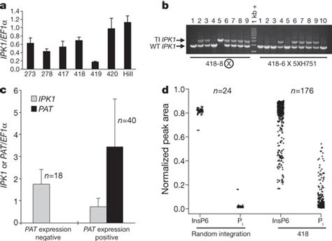 Precise Genome Modification In The Crop Species Zea Mays Using Zinc Finger Nucleases Nature