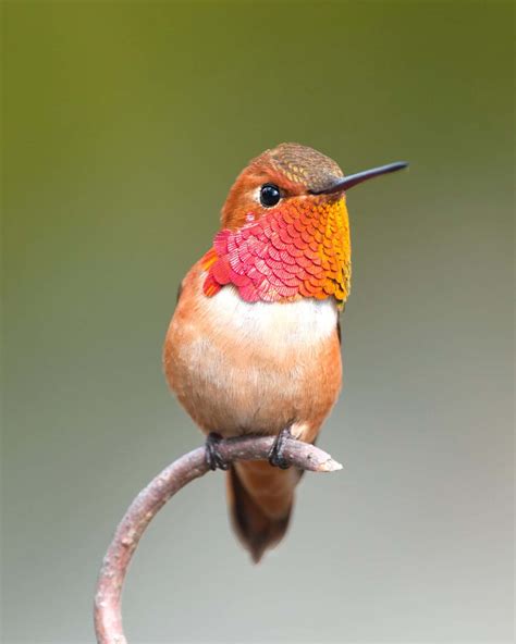 Hummingbird Colors The Colorful Spectrum Of Hummingbirds