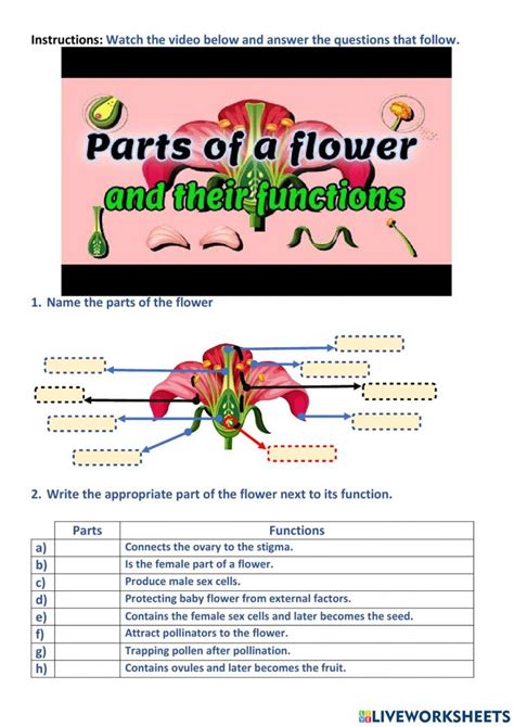 Parts Of A Flower And Their Functions Worksheet