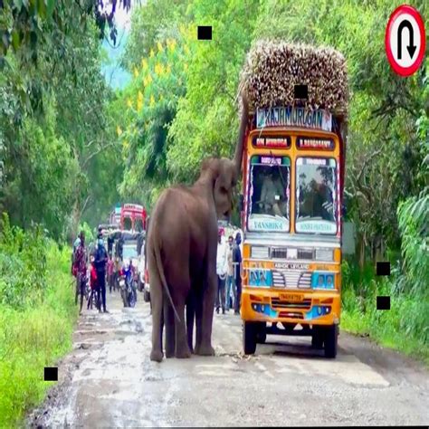 Elephant Detection Object Detection Dataset V4 Resized640 Aug5x Fast By Roboflow Universe