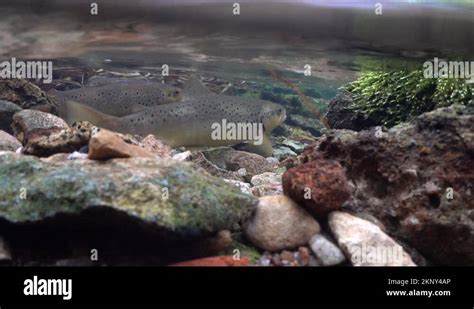 Shallow Substrate Stock Videos And Footage Hd And 4k Video Clips Alamy