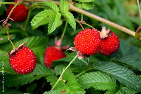 Roseleaf Raspberry Or Rubus Rosifolius Hybrid Of Raspberry And