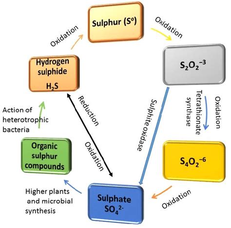 Simplest Form Of S Cycle Depicting S Oxidation Is Soils Download