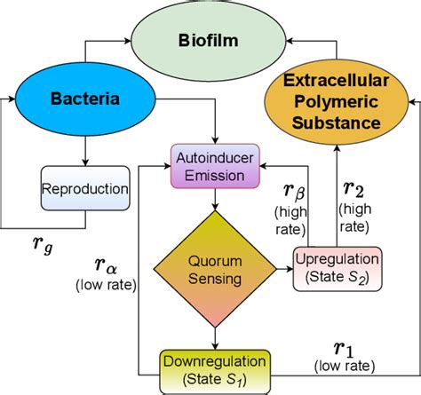 Figure 1 From Stochastic Modeling Of Biofilm Formation With Bacterial Quorum Sensing Semantic