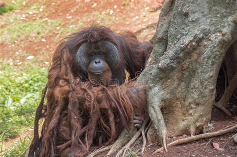 Detail Gambar Orang Utan Kalimantan Koleksi Nomer