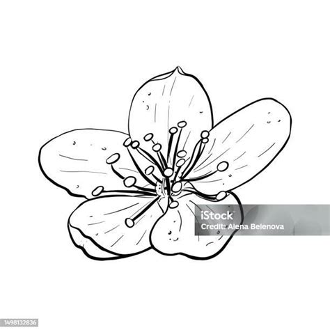 벚꽃 벚꽃 사과 매화 야생 벚꽃 매화 새 벚꽃의 벡터 그림 꽃잎의 검은 윤곽 그래픽 그림 엽서 디자인 및 구성 장식 지문 포스터