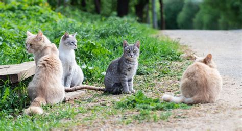 Stray Cats