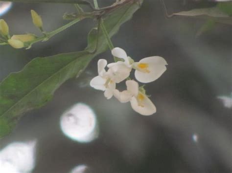 Baphia Racemosa Introduced Eflora Of India