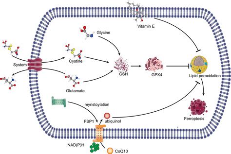 Frontiers Ferroptosis A Regulated Neuronal Cell Death Type After