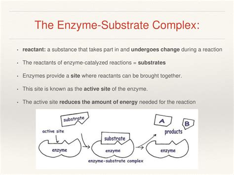 Pre Ap Biology Chapter 2—section 4 Ppt Download Pre Ap Biology Chapter 2—section 4 Ppt Download