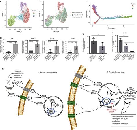 Human Adhesion Fibroblasts Are Heterogeneous And Jun Dependent A Download Scientific Diagram