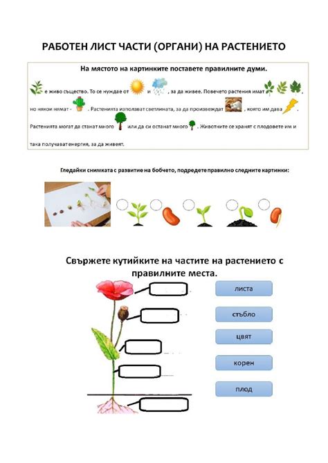 Части на растението Worksheet